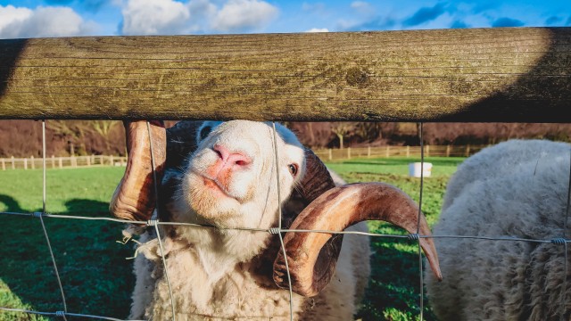 Best 13 city farms in London - Open Space - visitlondon.com